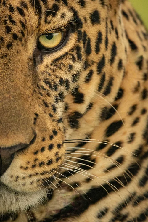 How to shoot a leopard — Nick Dale Photography