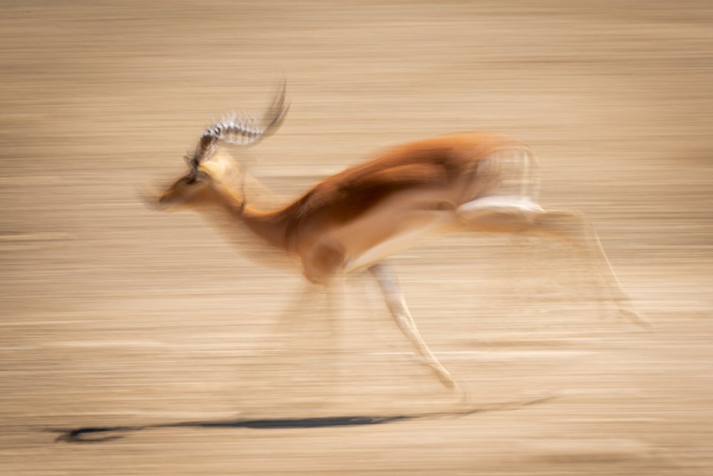 Shutter Speeds for Action Shots — Nick Dale Photography