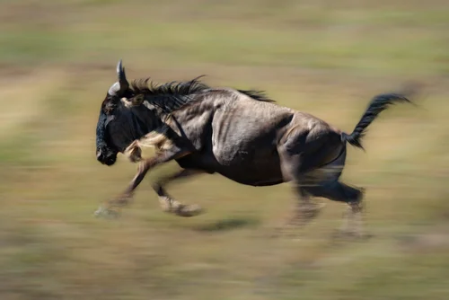 Shutter Speeds for Action Shots — Nick Dale Photography