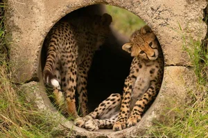 Twelve secrets to winning wildlife photography competitions — Nick Dale ...