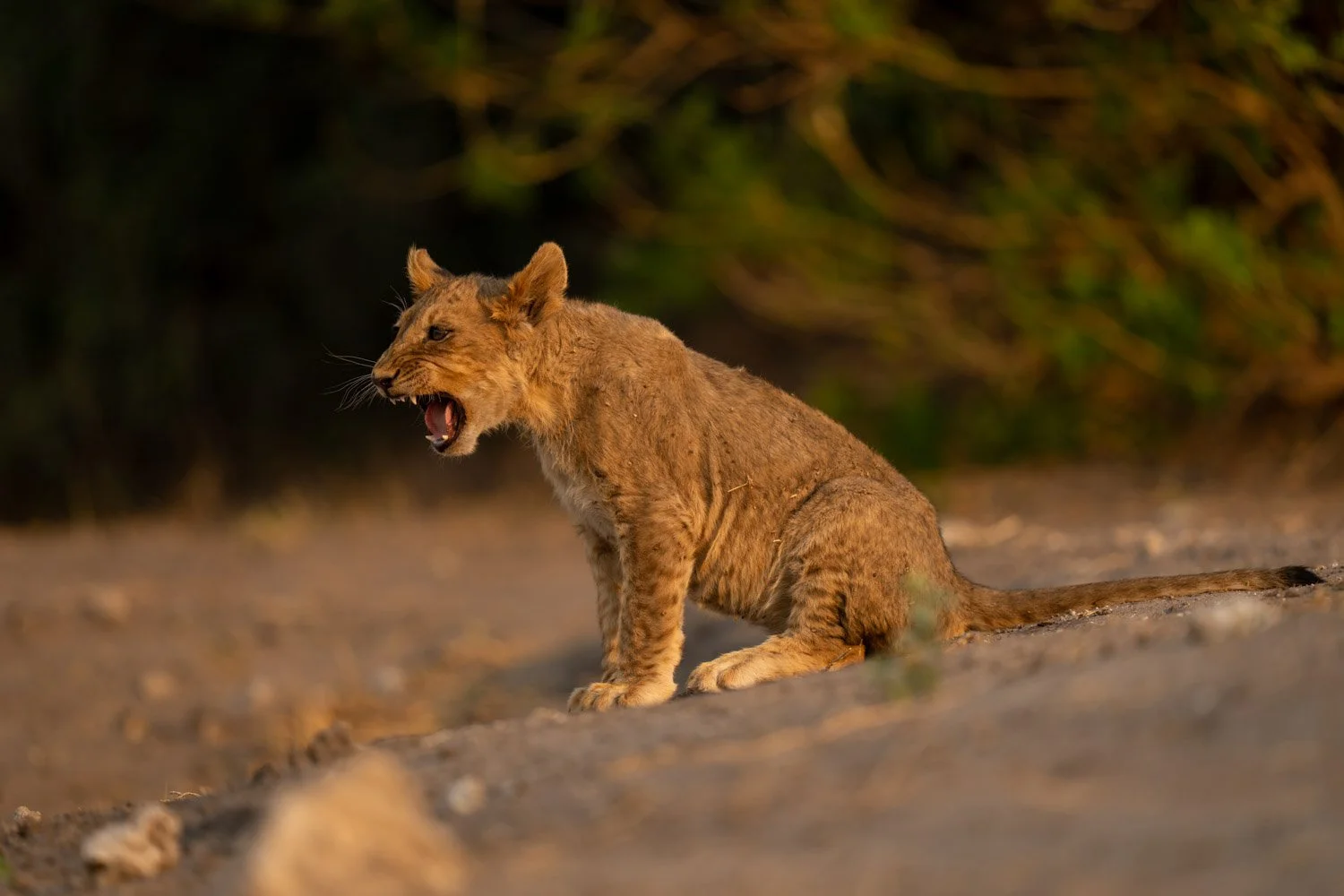 Muchenje...again! — Nick Dale Photography