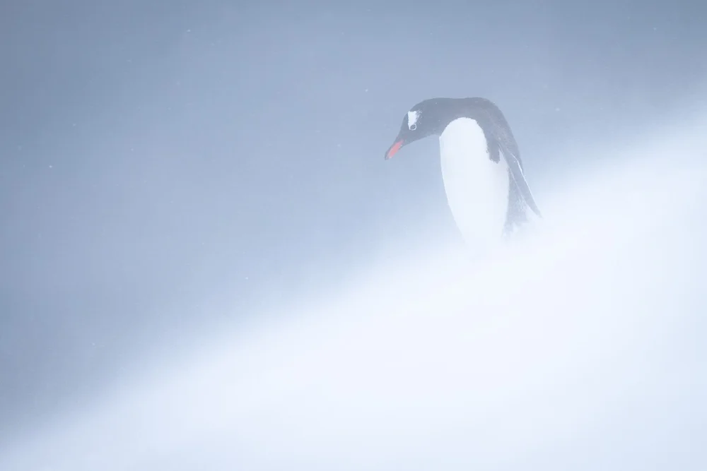 What Lenses Do You Need For Wildlife Photography? — Nick Dale Photography