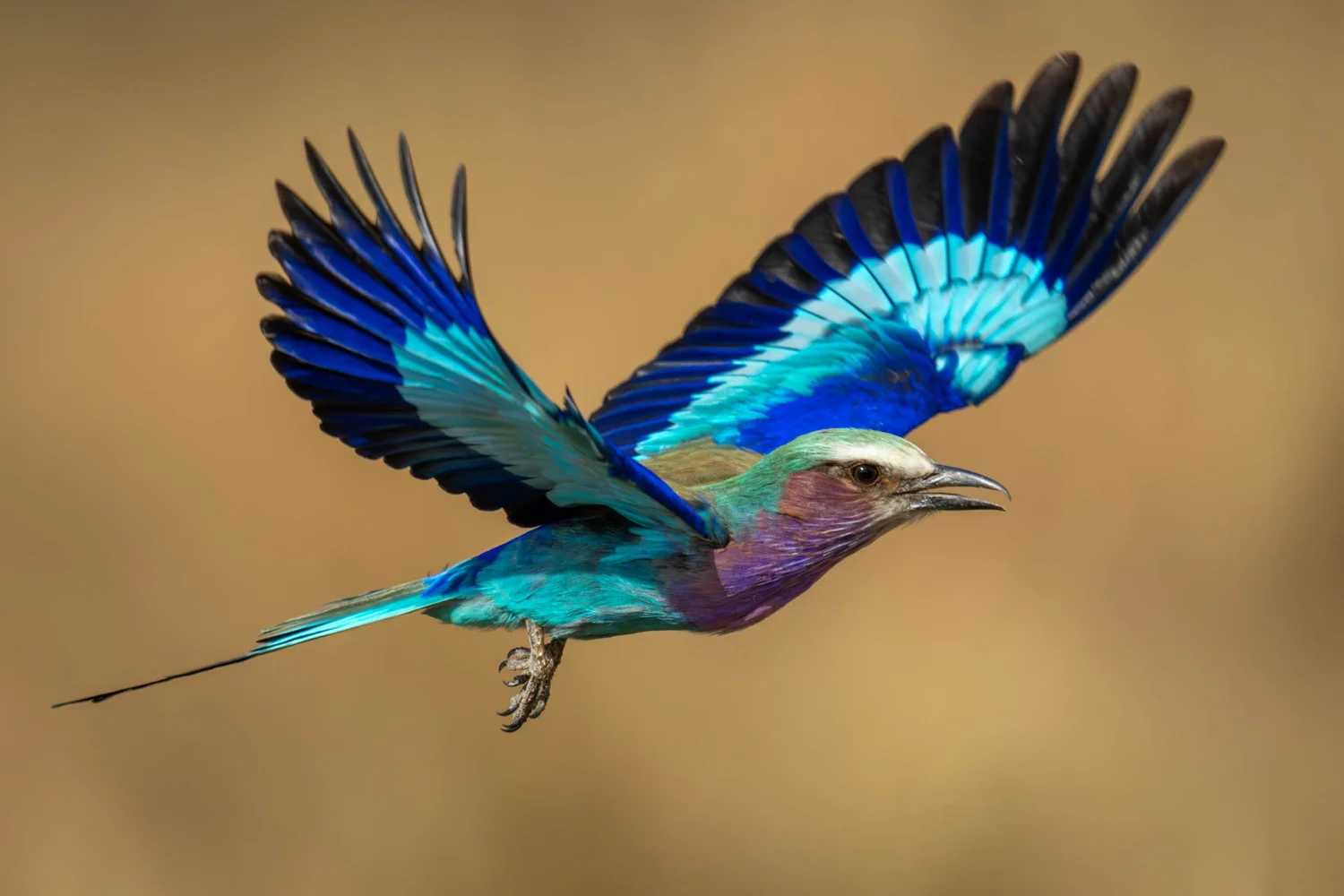 How I Photograph Birds — Nick Dale Photography