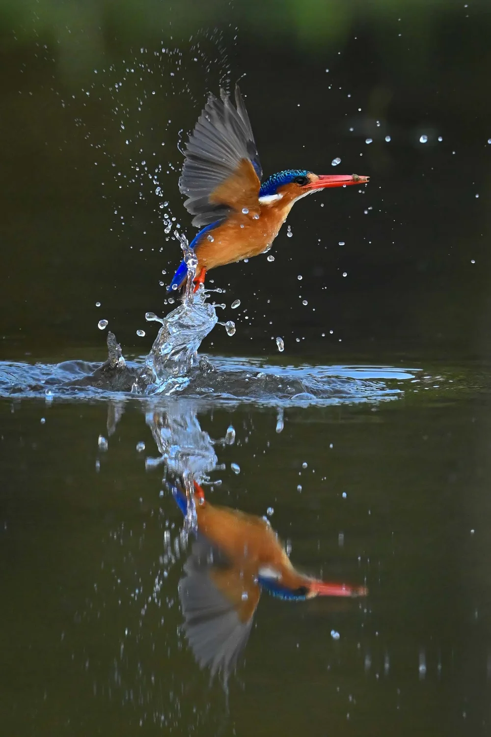 How I Photograph Birds — Nick Dale Photography