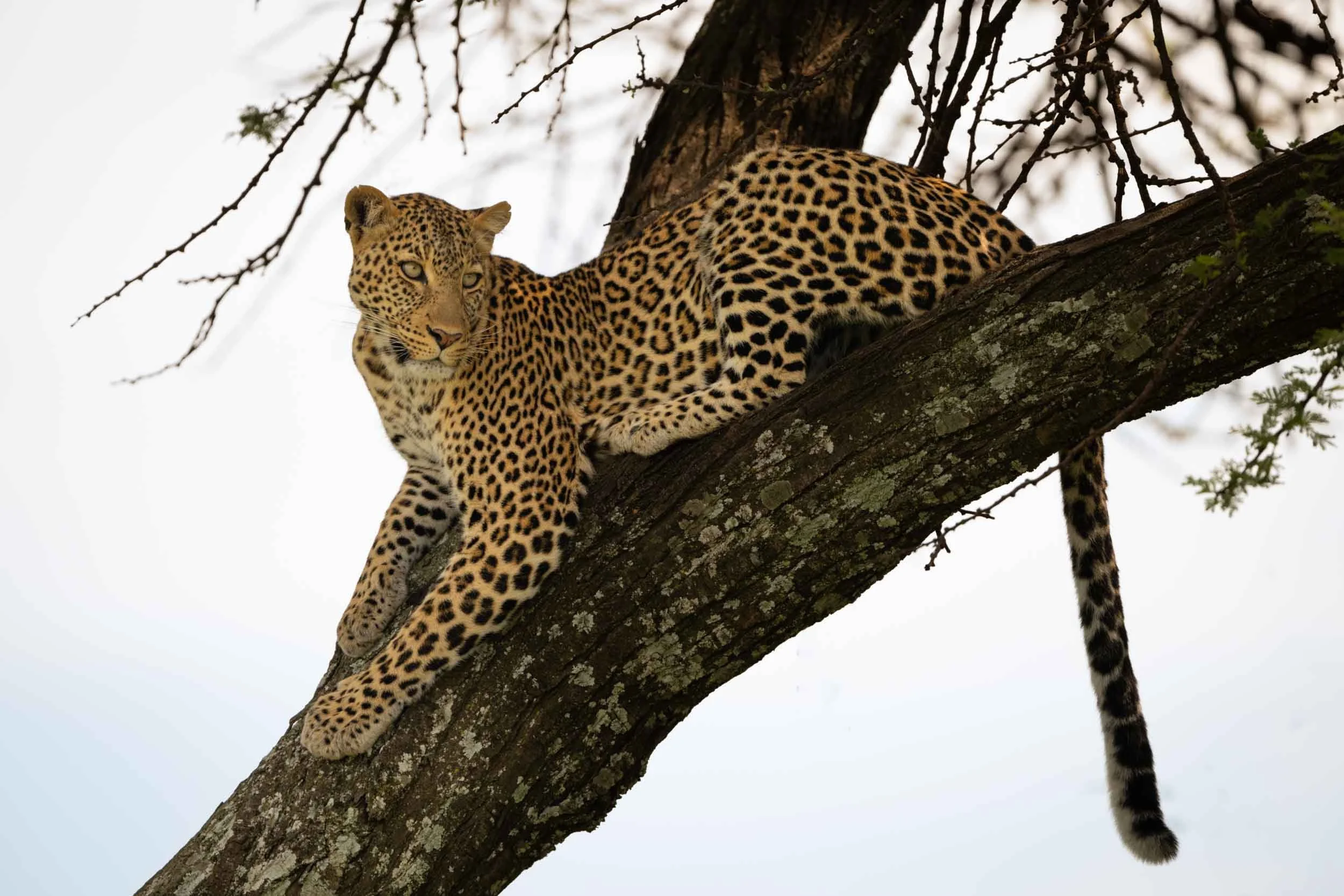 Chasing Cheetahs — Nick Dale Photography