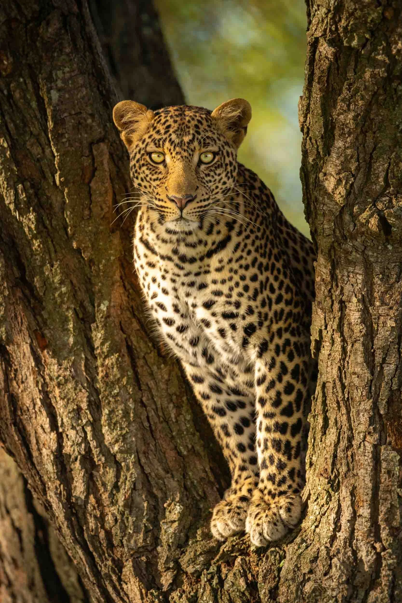 Predators — Nick Dale Photography