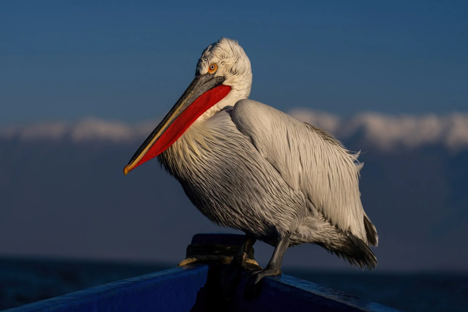 Lake Kerkini — Nick Dale Photography