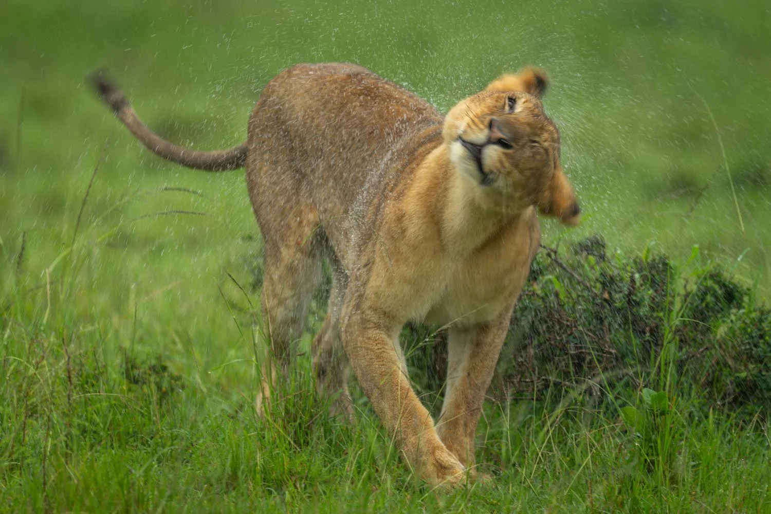 How to Photograph in the Rain — Nick Dale Photography