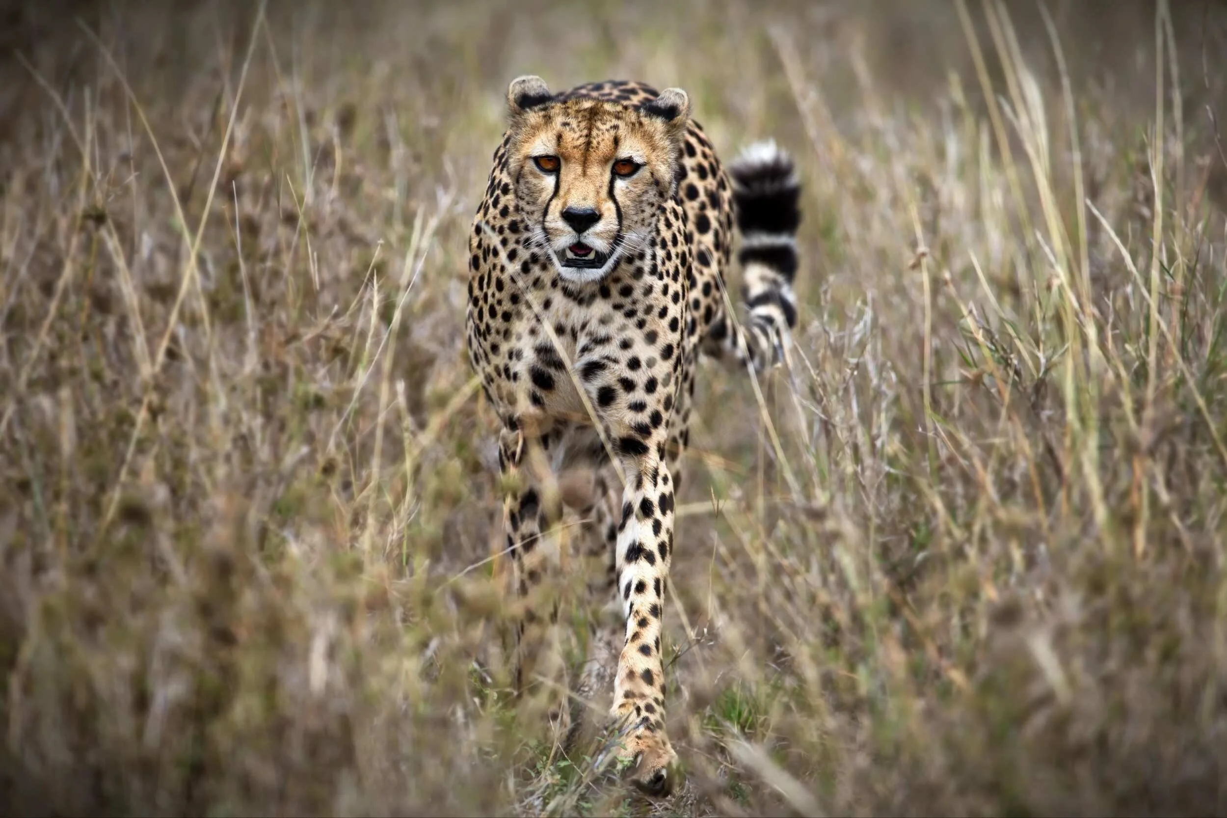 From Strong to Award-Winning — Nick Dale Photography