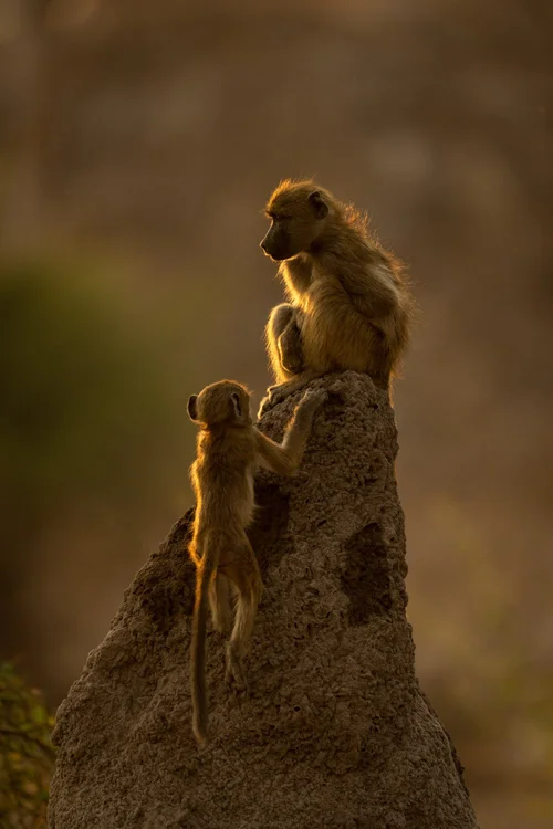 How to Take Backlit Shots — Nick Dale Photography