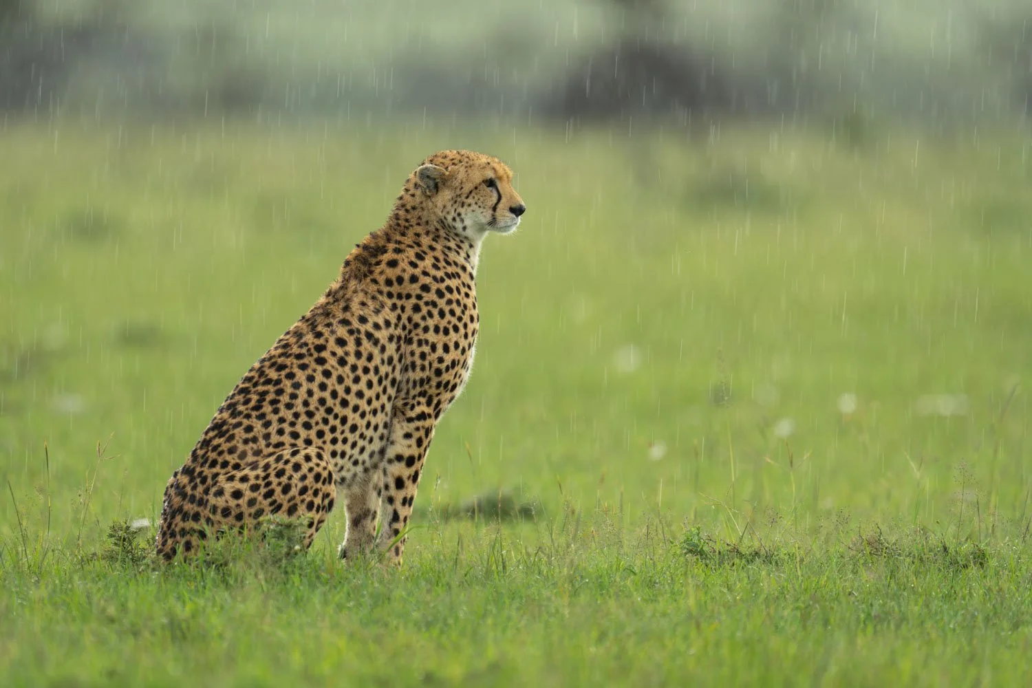 How to Photograph in the Rain — Nick Dale Photography