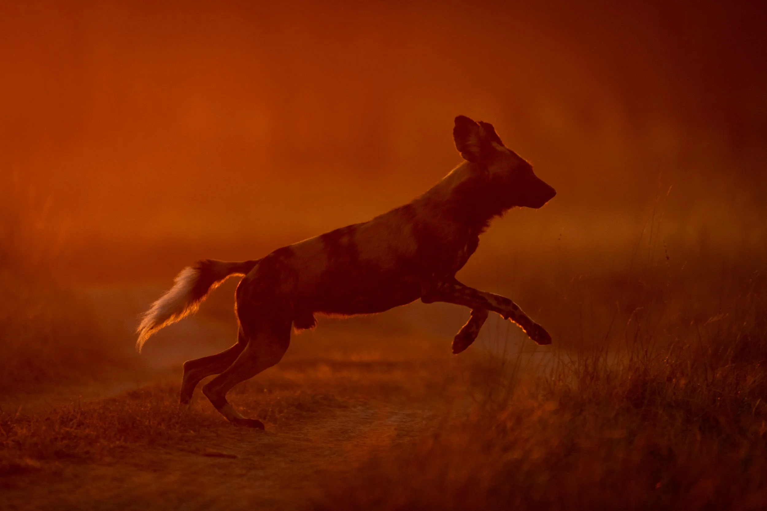 African Wild Dog Facts — Nick Dale Photography