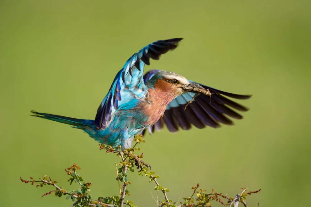 Blog — Nick Dale Photography