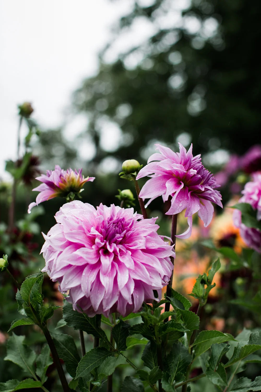 France with the Flo Show and Friends — lean timms