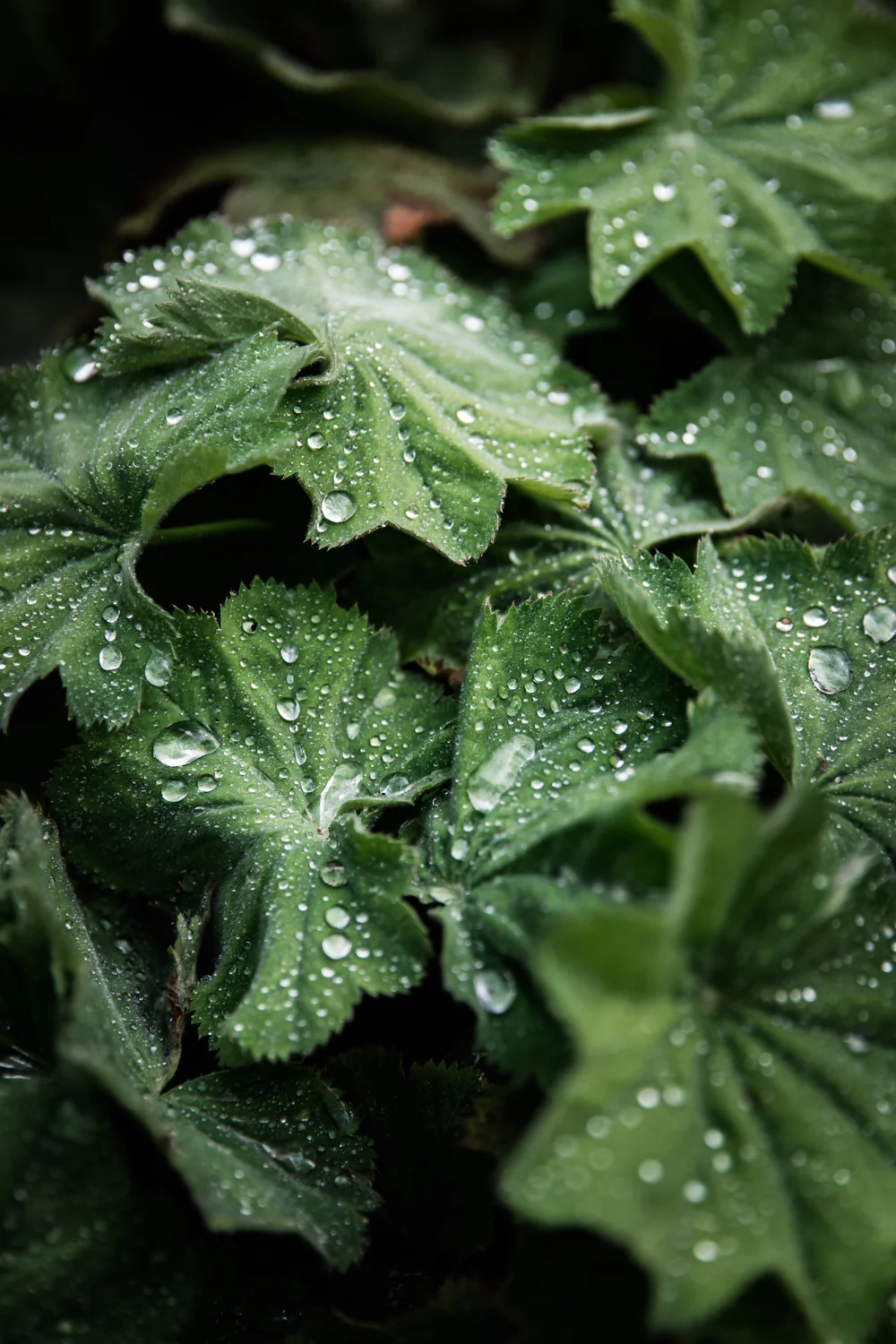 Ireland with Clare & Danny — lean timms