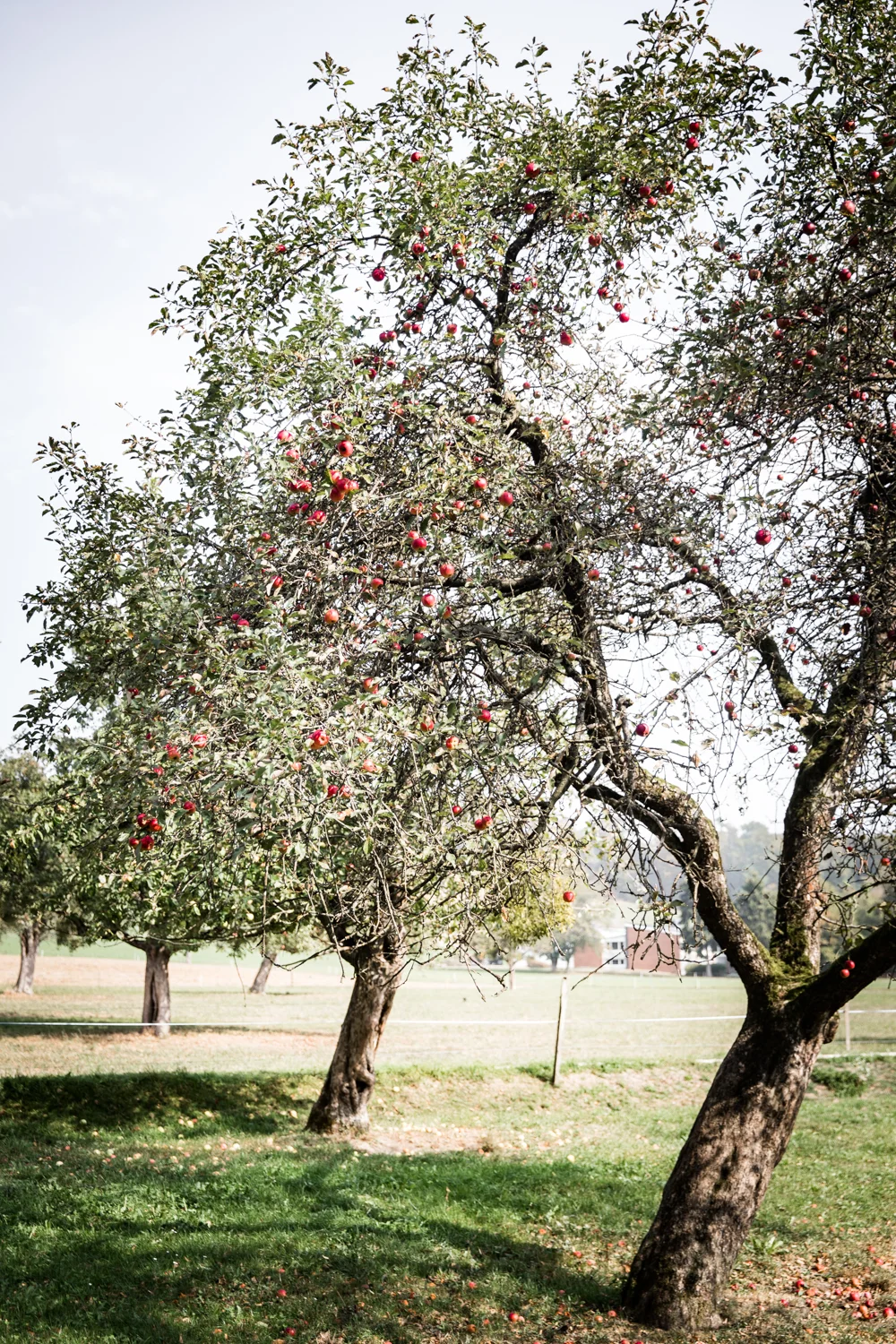 Switzerland and Sarah — lean timms