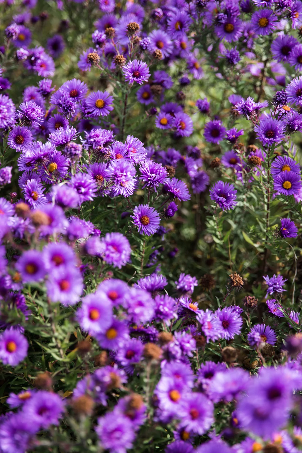 Switzerland and Sarah — lean timms