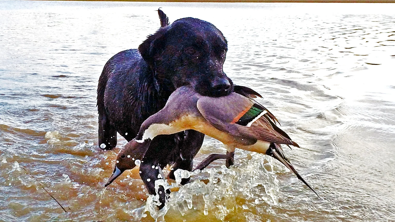 Black Labrador Hunting Wallpaper