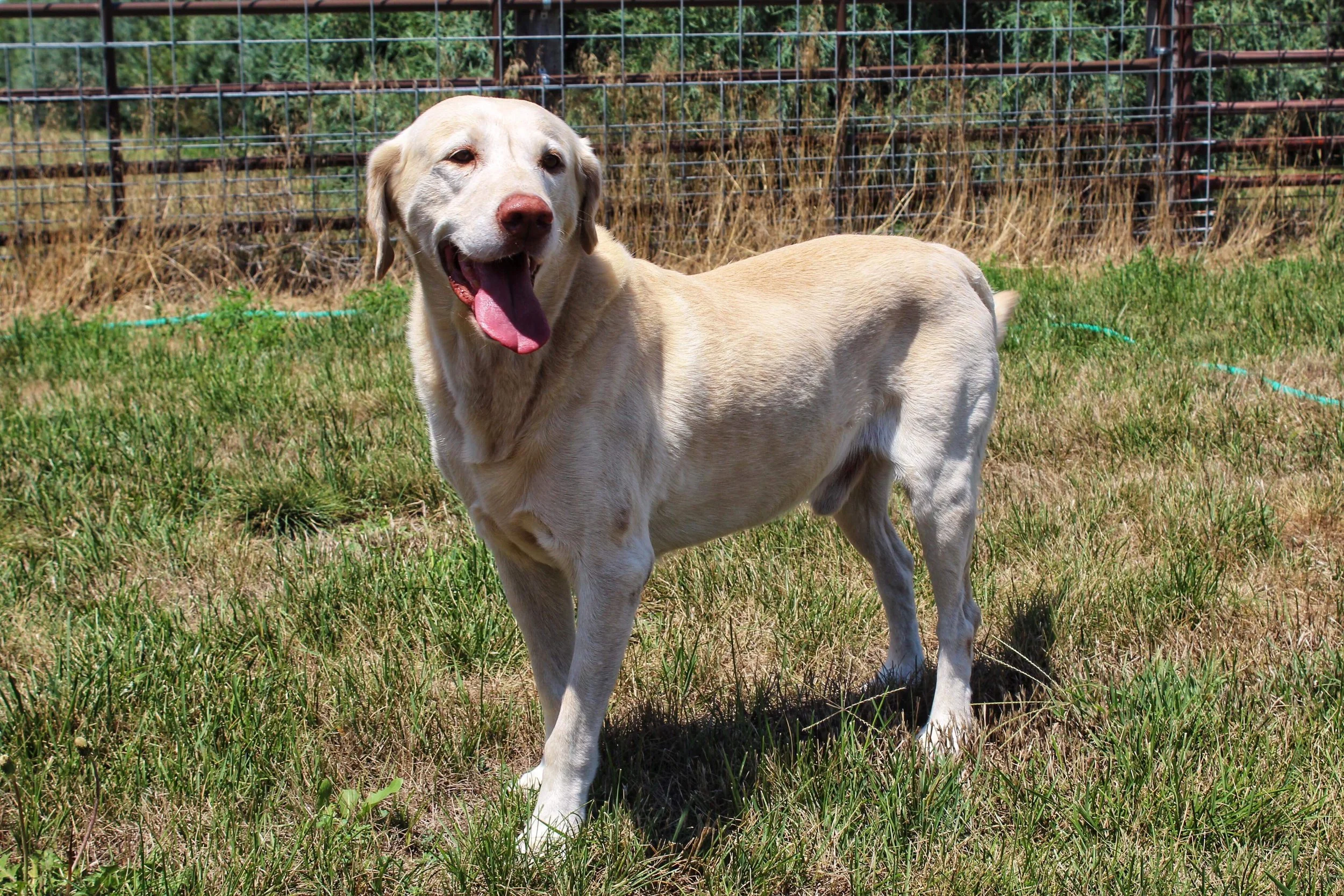 The Guys — Whispering Pines Labradors