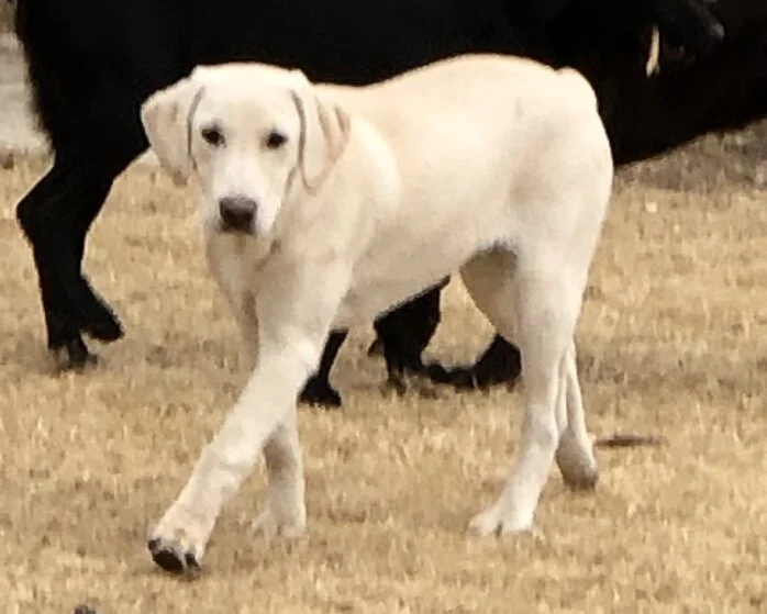 The Ladies — Whispering Pines Labradors