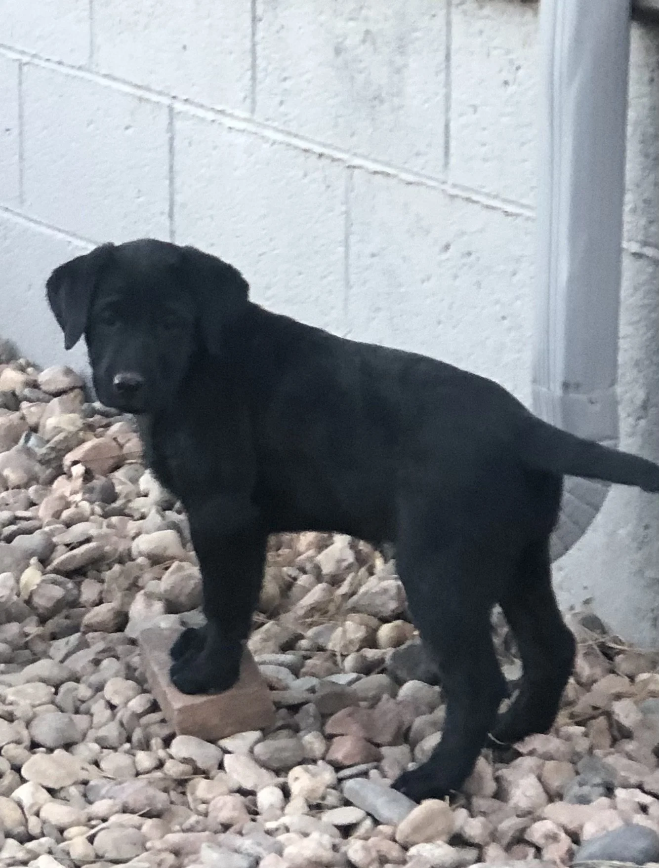 Currently Available — Whispering Pines Labradors