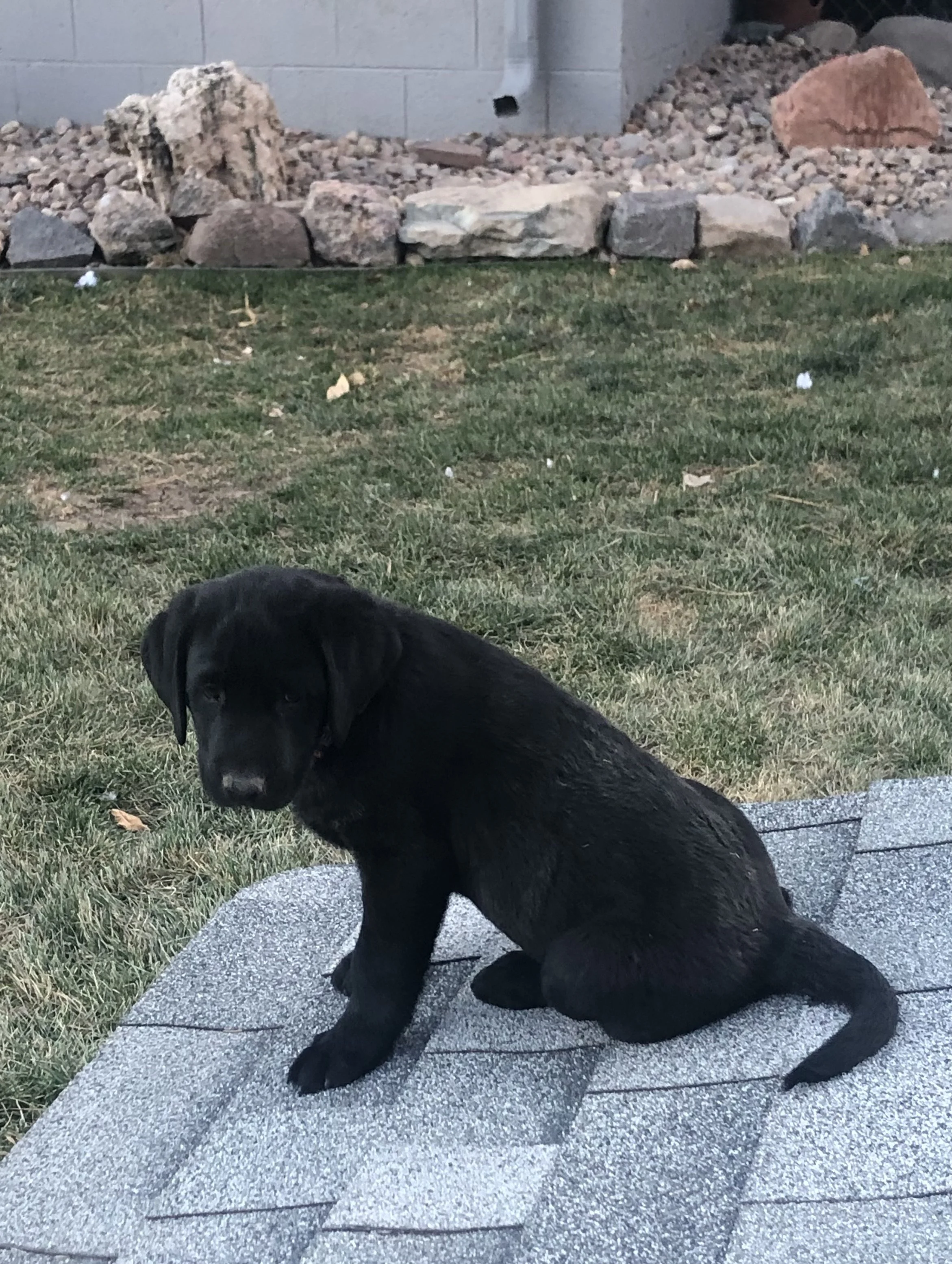 Currently Available — Whispering Pines Labradors