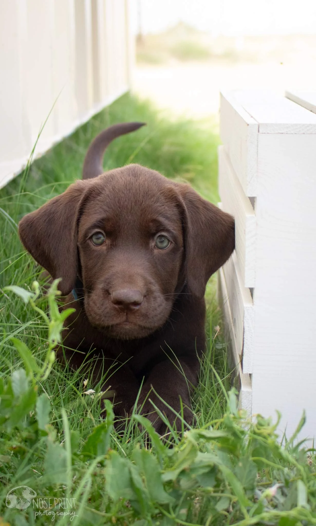 Currently Available — Whispering Pines Labradors