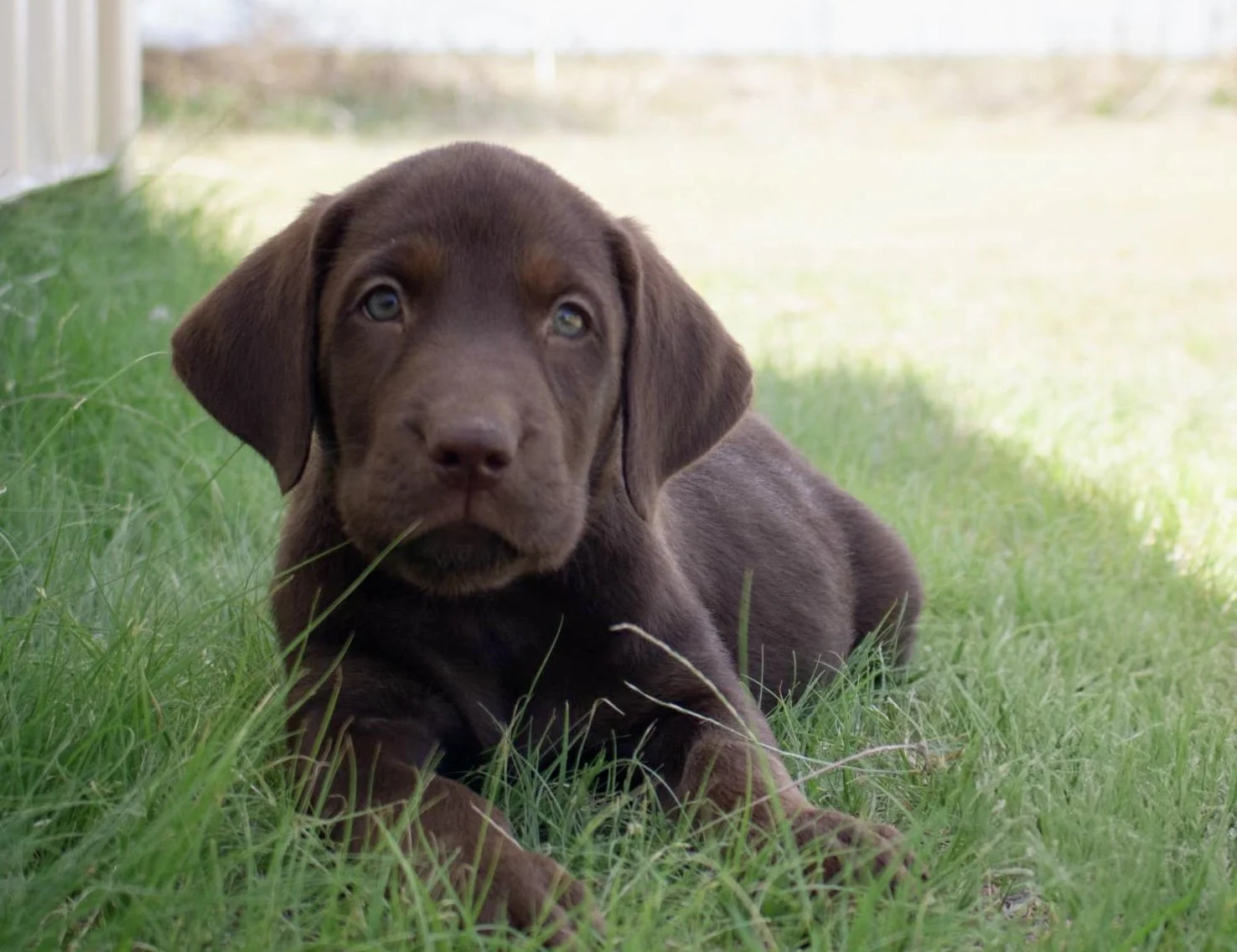 Currently Available — Whispering Pines Labradors