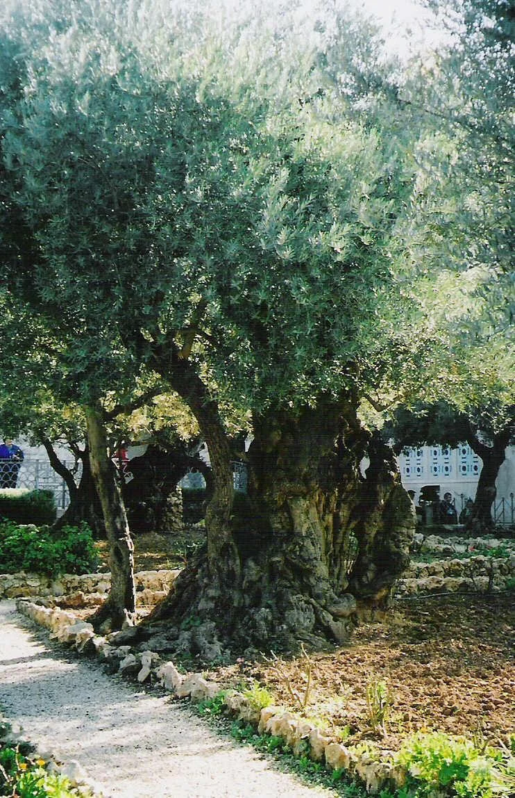 The Mount of Olives — Holy Land Tours | Good Shepherd Travel