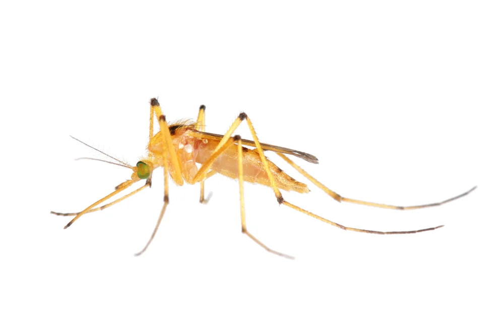Mosquitoes — Reeves Lab