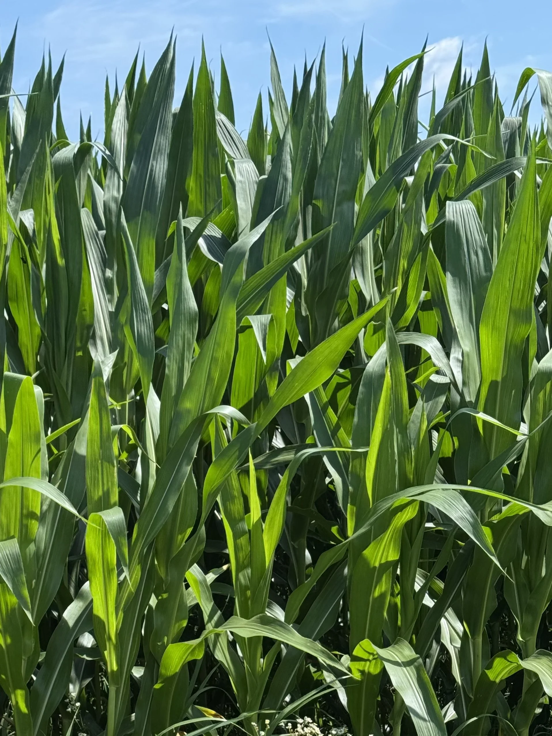 SONG DOG FARM DISTILLERY | Discover Maryland Spirits – Visit Today