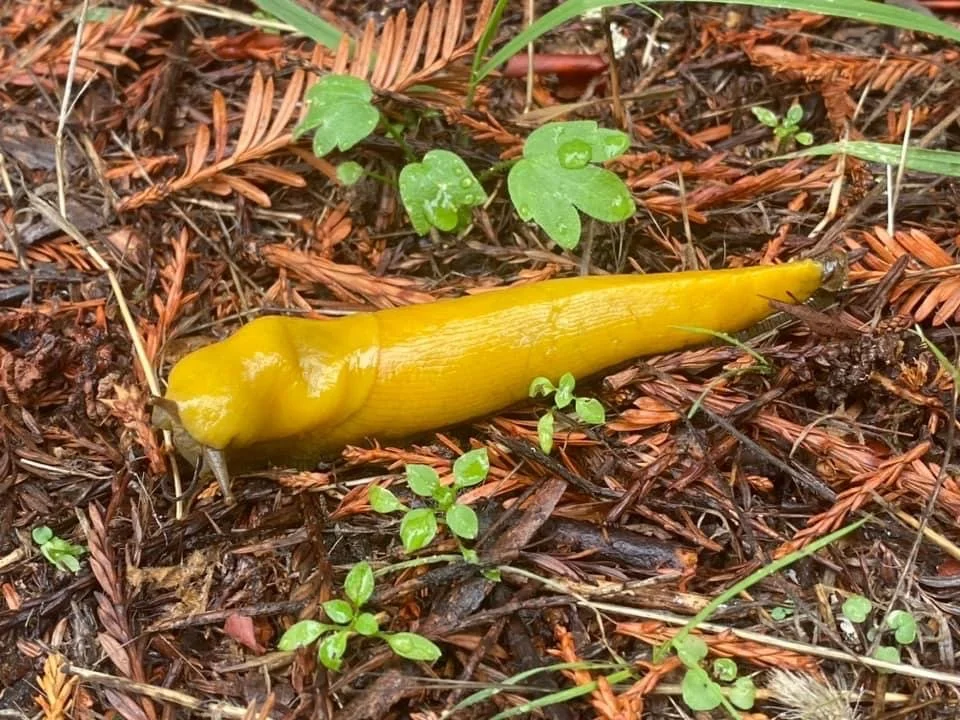 Pictures/Videos — Santa Clara Valley Chapter Model A Ford Club Of America