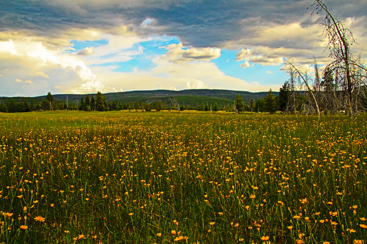 Lee Dyson PhotographyLee Dyson Photography