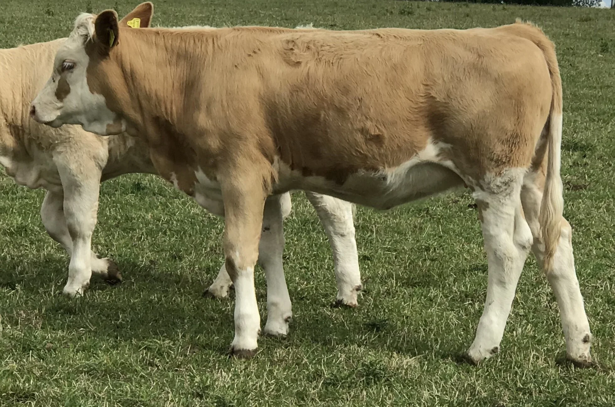 British Simmental Cattle Society