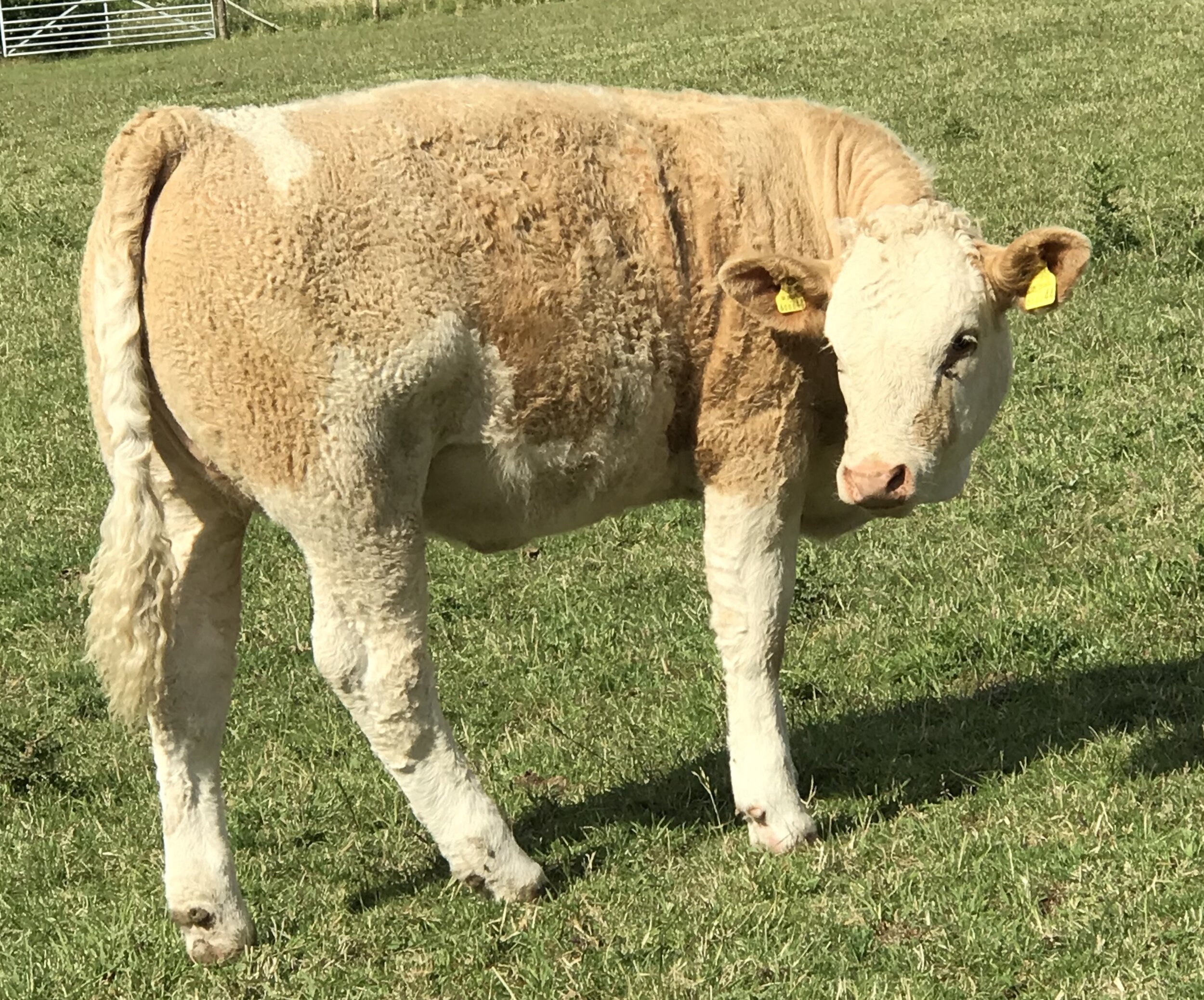 British Simmental Cattle Society