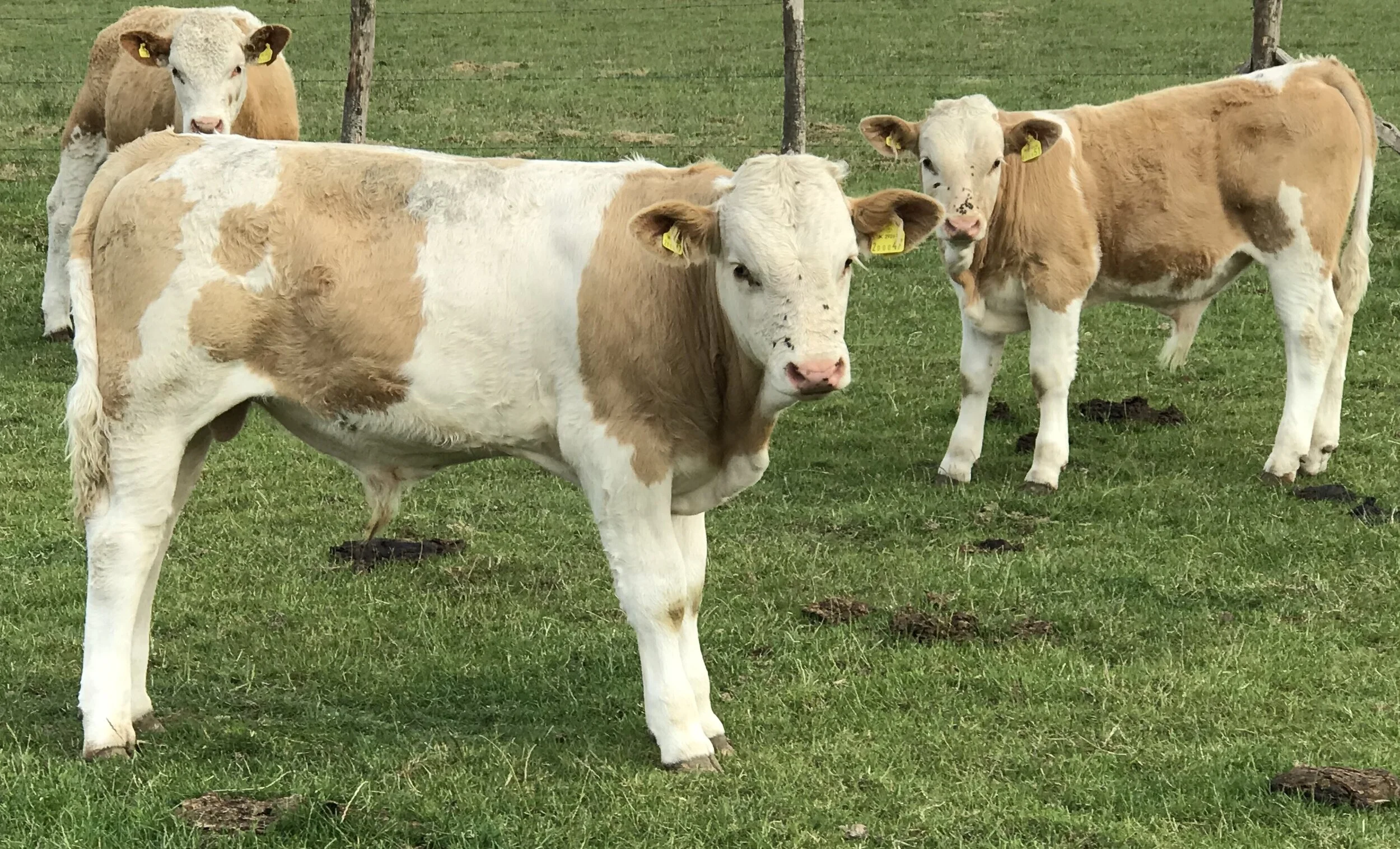 British Simmental Cattle Society