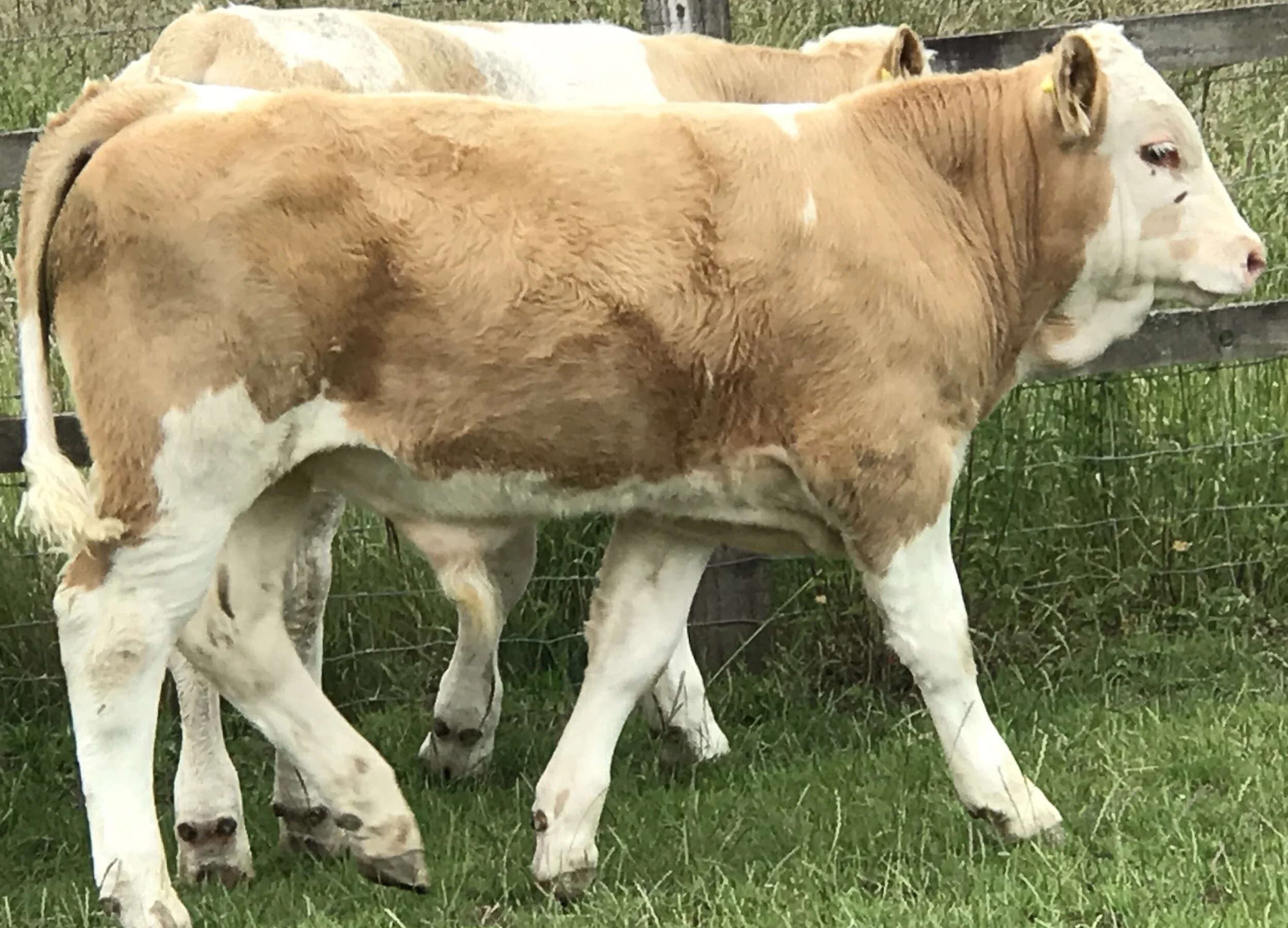 British Simmental Cattle Society