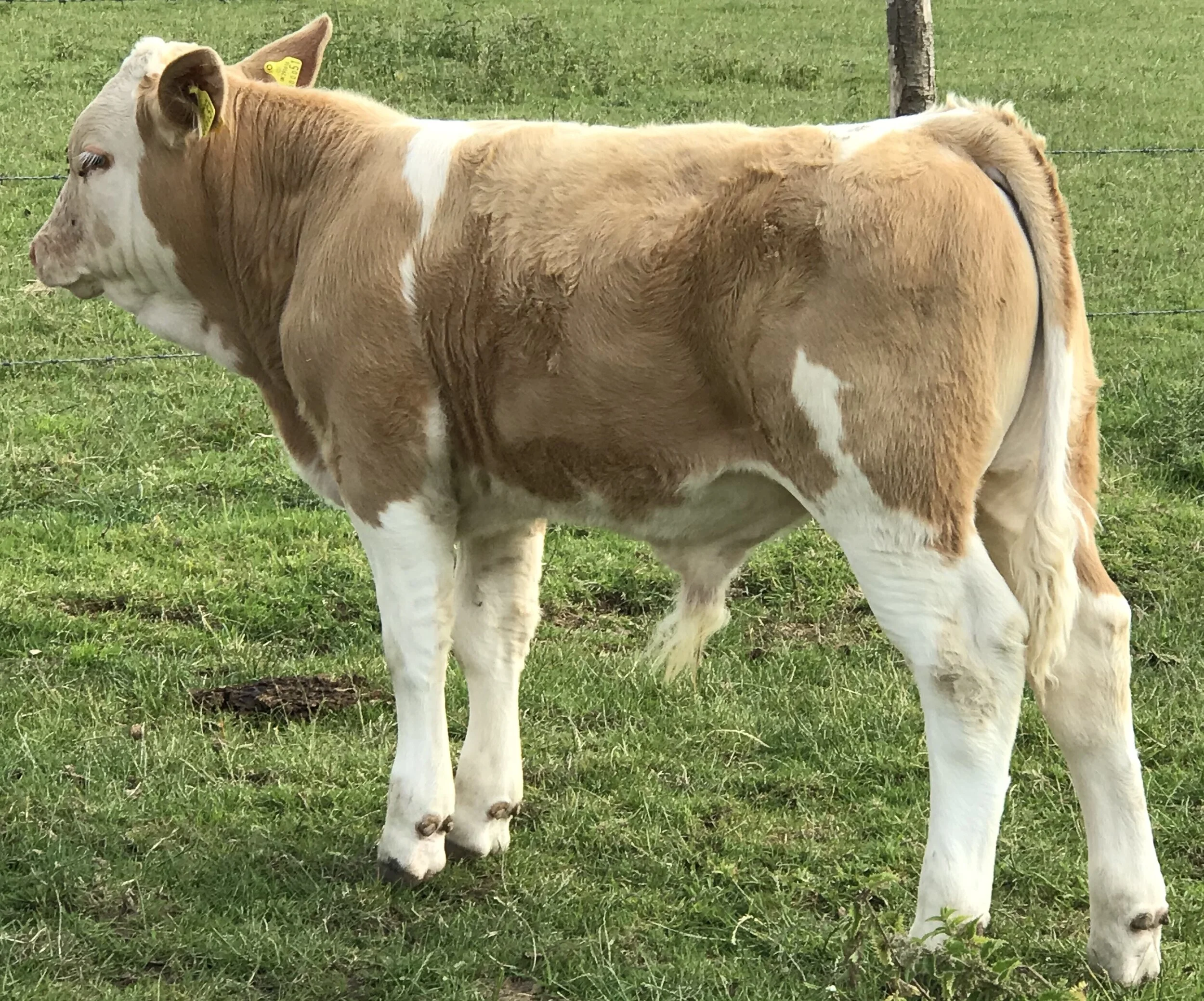 British Simmental Cattle Society