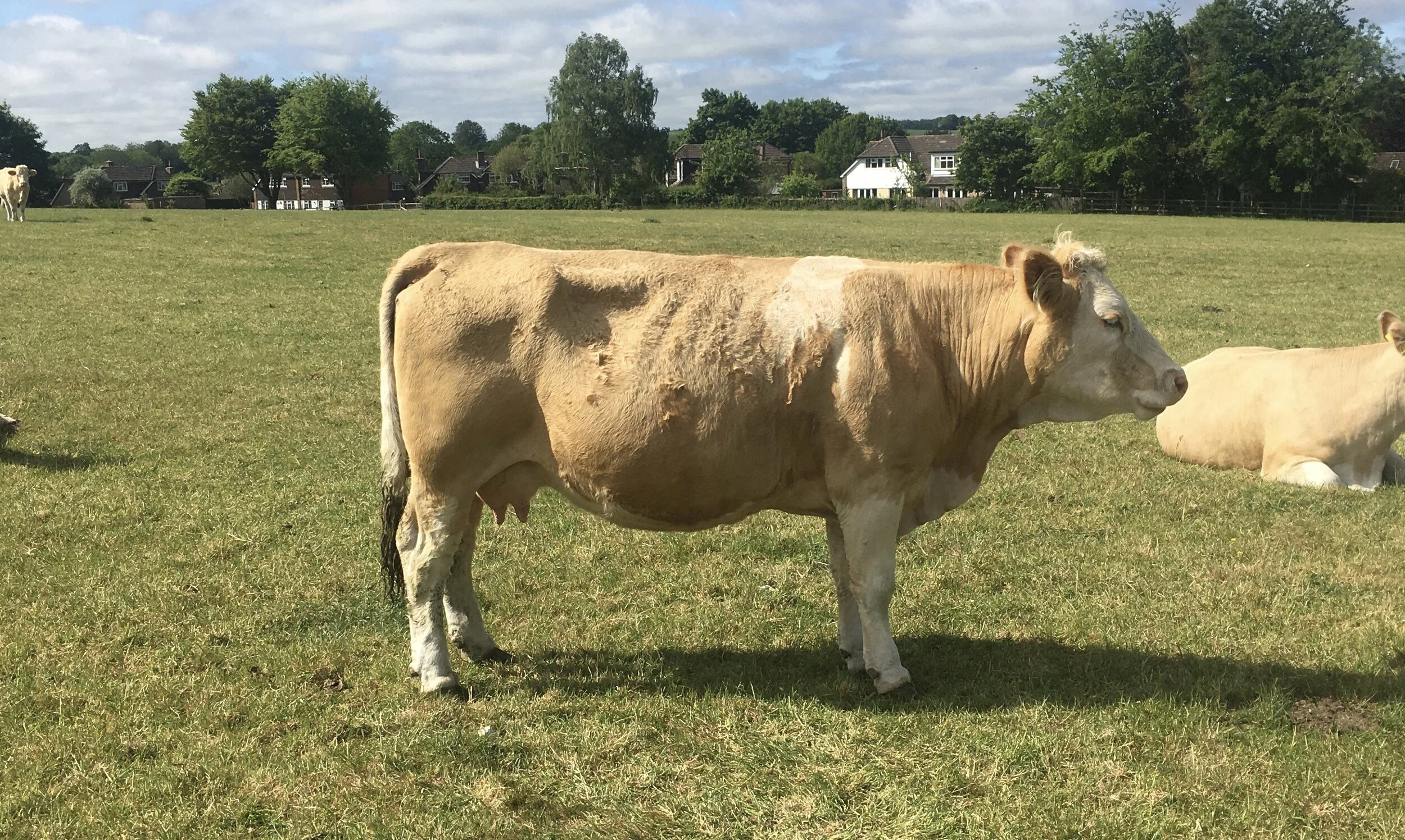 British Simmental Cattle Society british-simmental-cattle-society