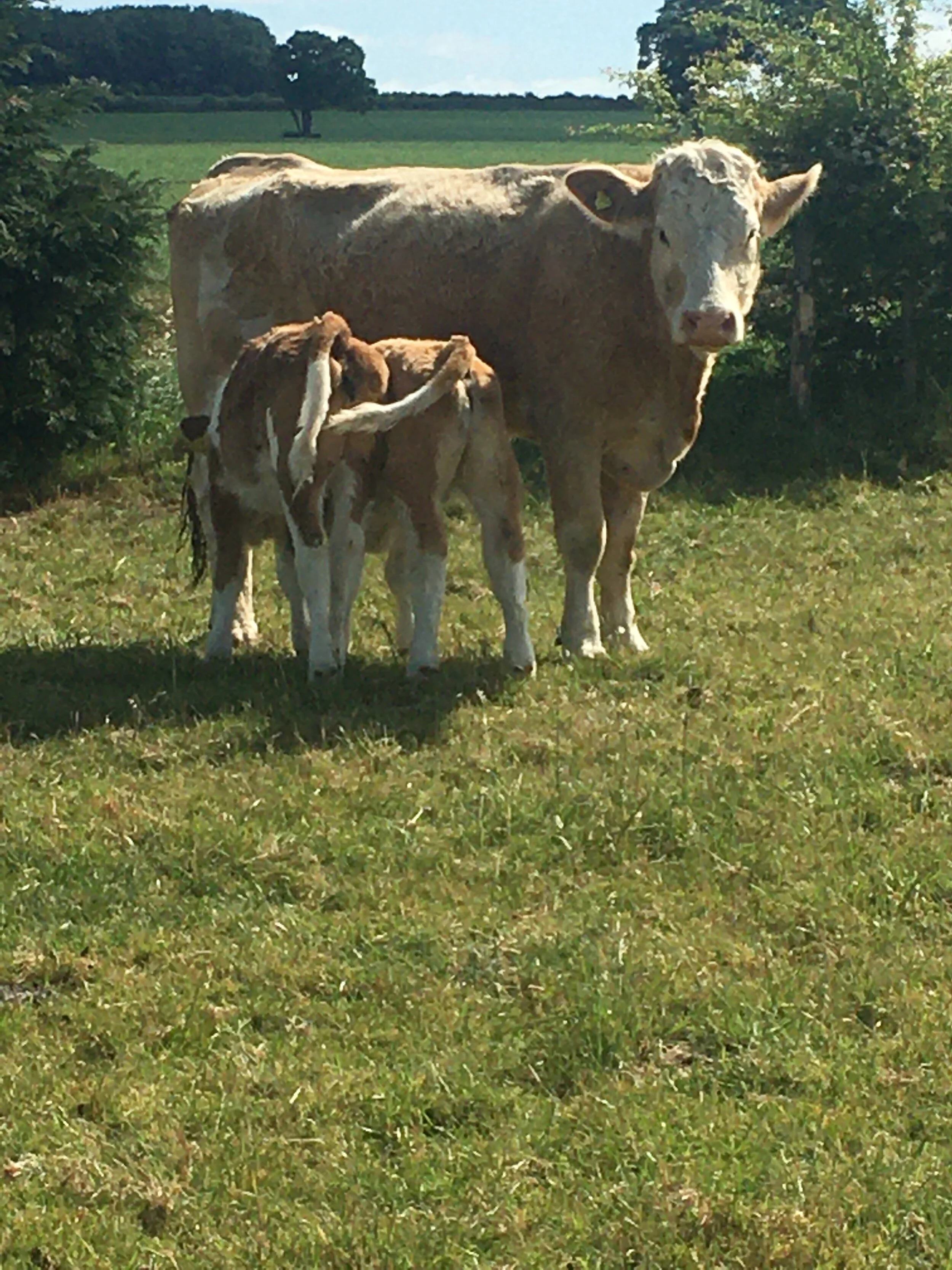 British Simmental Cattle Society