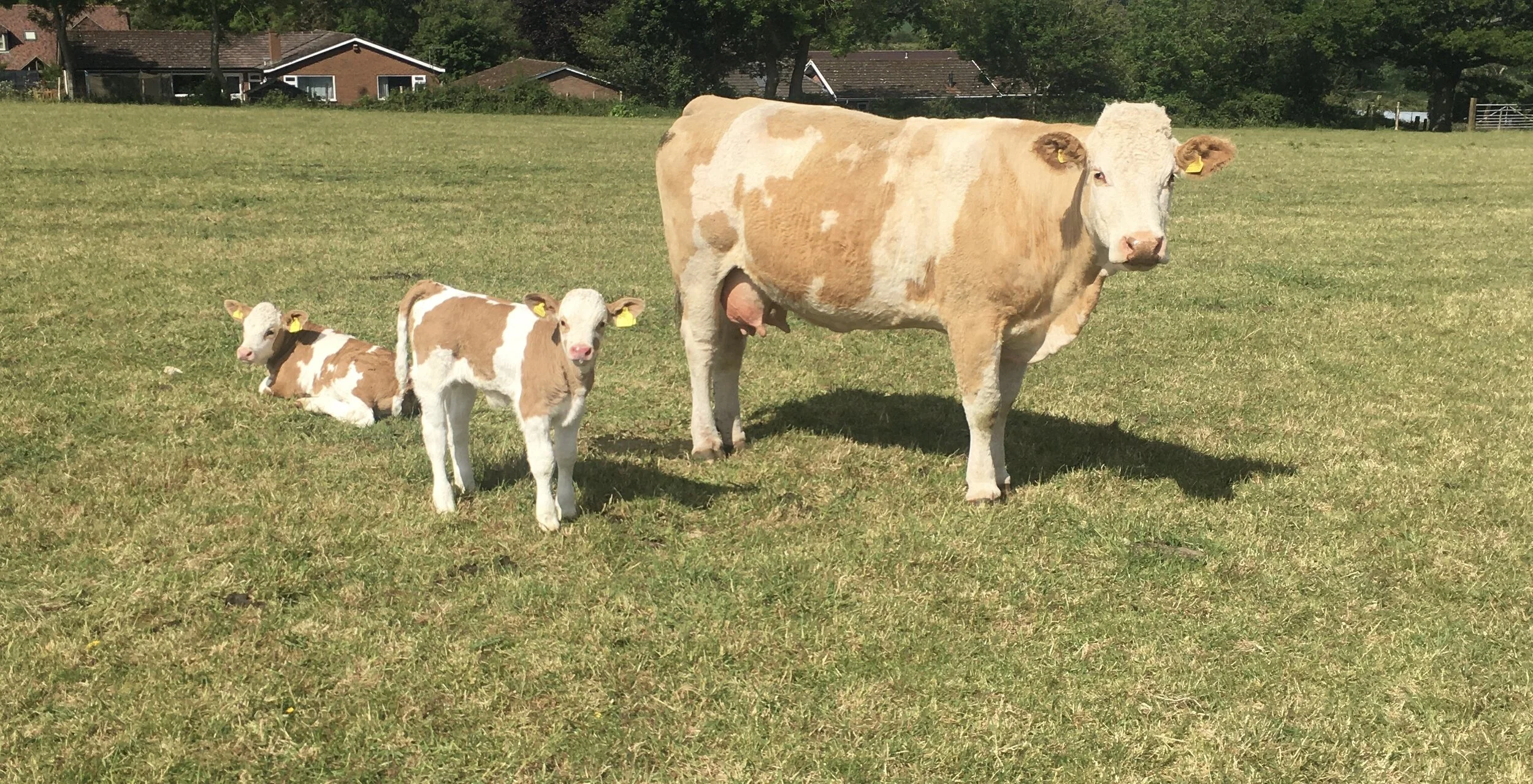 British Simmental Cattle Society