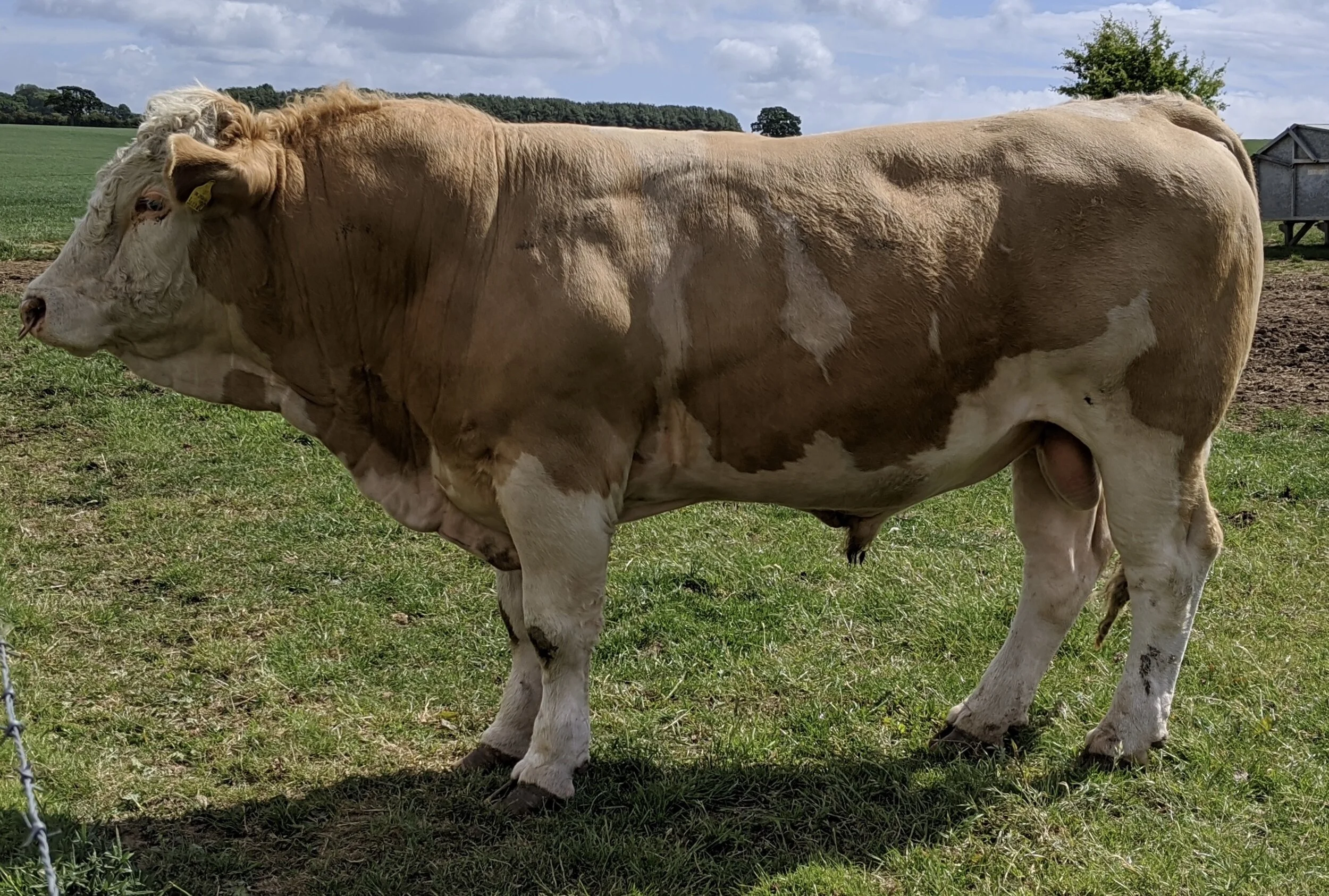 British Simmental Cattle Society