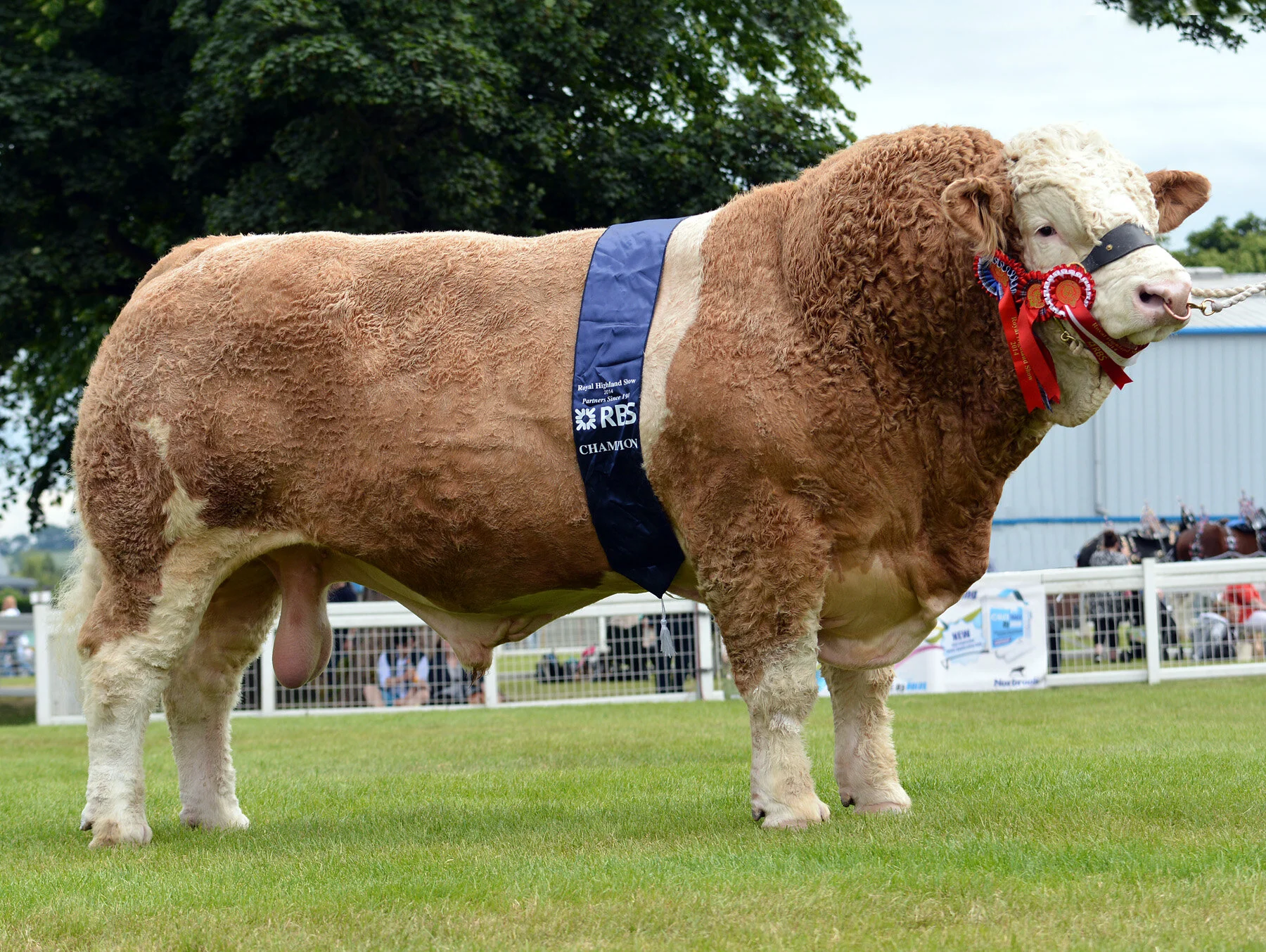 British Simmental Cattle Society