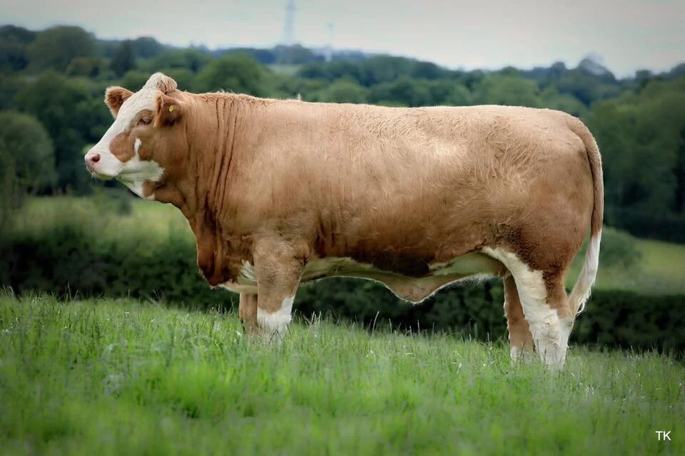 British Simmental Cattle Society