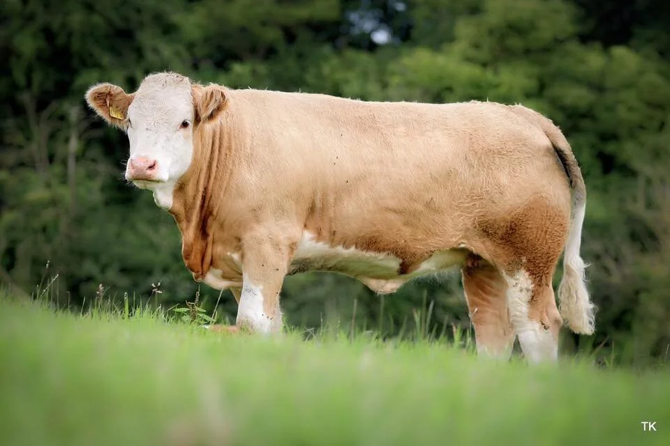 British Simmental Cattle Society