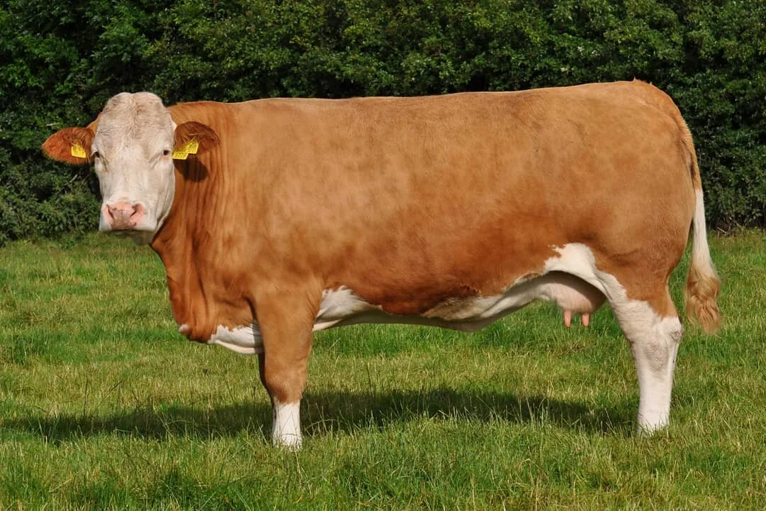 British Simmental Cattle Society