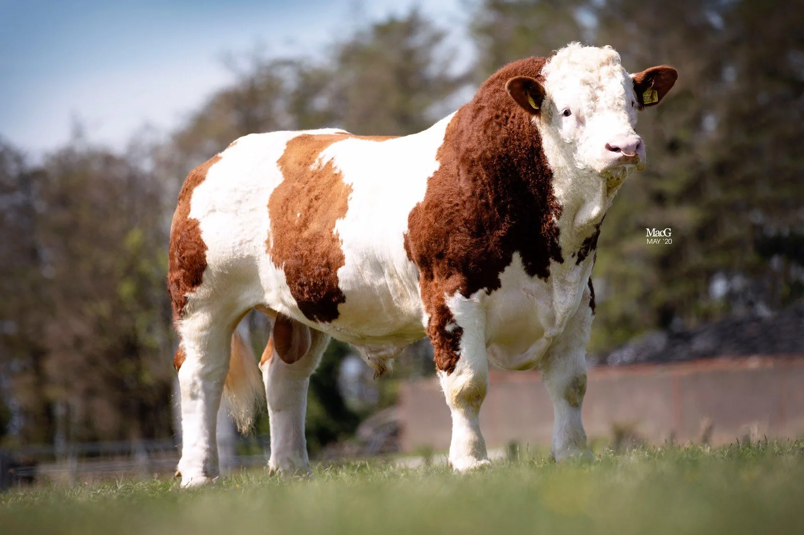 British Simmental Cattle Society