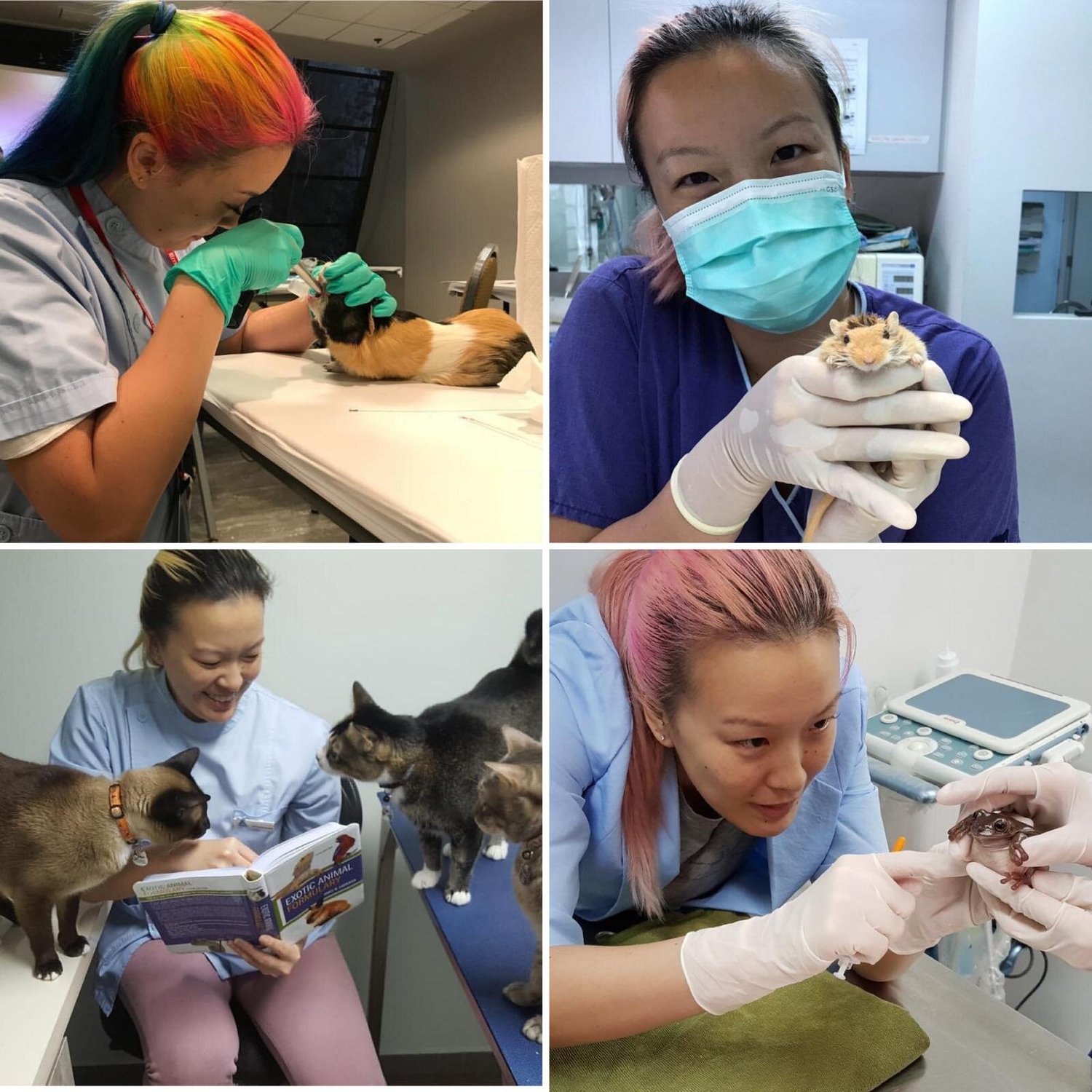 Promotion & News- Monster Pet Vet