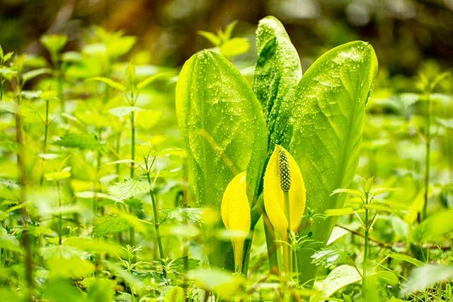 The Tale of two Teslas, a Trip and a Tire. Oh, and the Palouse. A ...