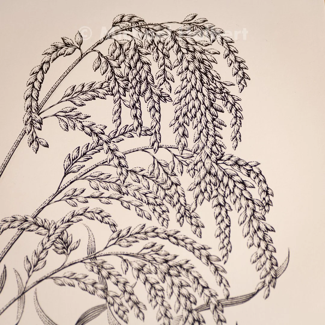 Drawing of Rice Plants Growing in a Field Ready to be Harvested: Pen ...